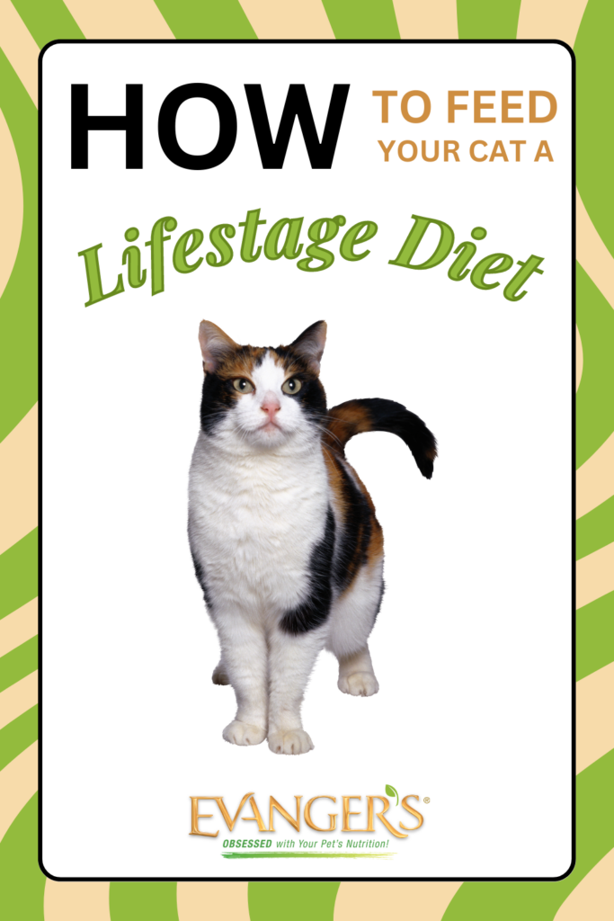 How to Feed Your Cat a Lifestage Diet – Evanger's Dog & Cat Food Co., Inc.